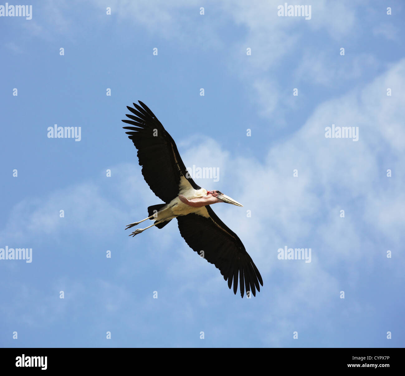 Maribu hi-res stock photography and images - Alamy