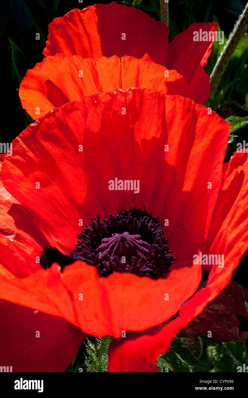 Close-up inside a Red Poppy (Papaver rhoeas) showing petals, stamens ...
