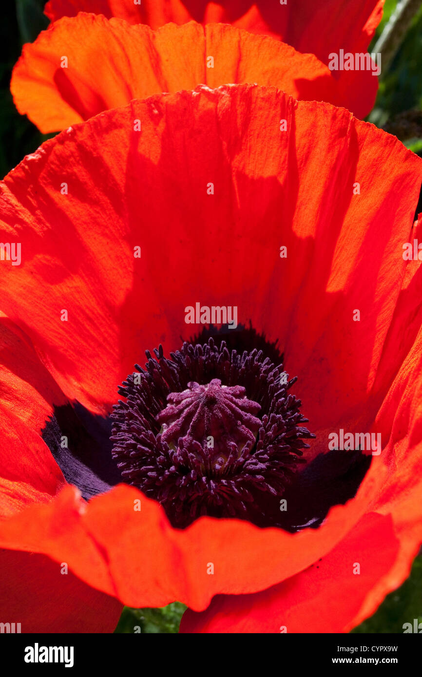 Close-up inside a Red Poppy (Papaver rhoeas) showing petals, stamens ...