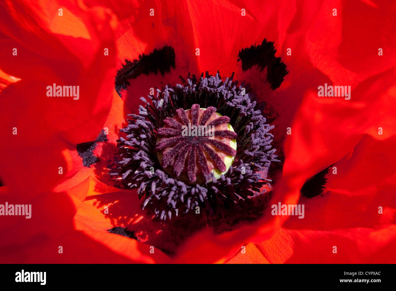 Close-up inside a Red Poppy (Papaver rhoeas) showing petals, stamens ...