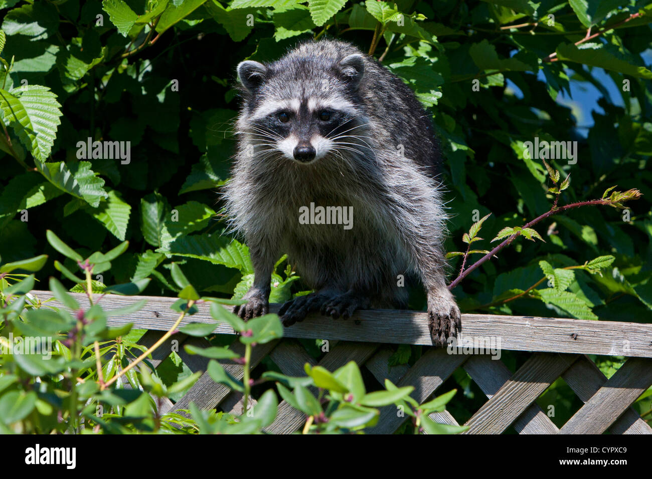 Raccoon (Procyon lotor) poised on a garden fence in Nanaimo, Vancouver ...