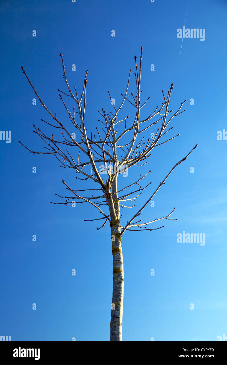 tree without leafs in winter with blue sky Stock Photo - Alamy