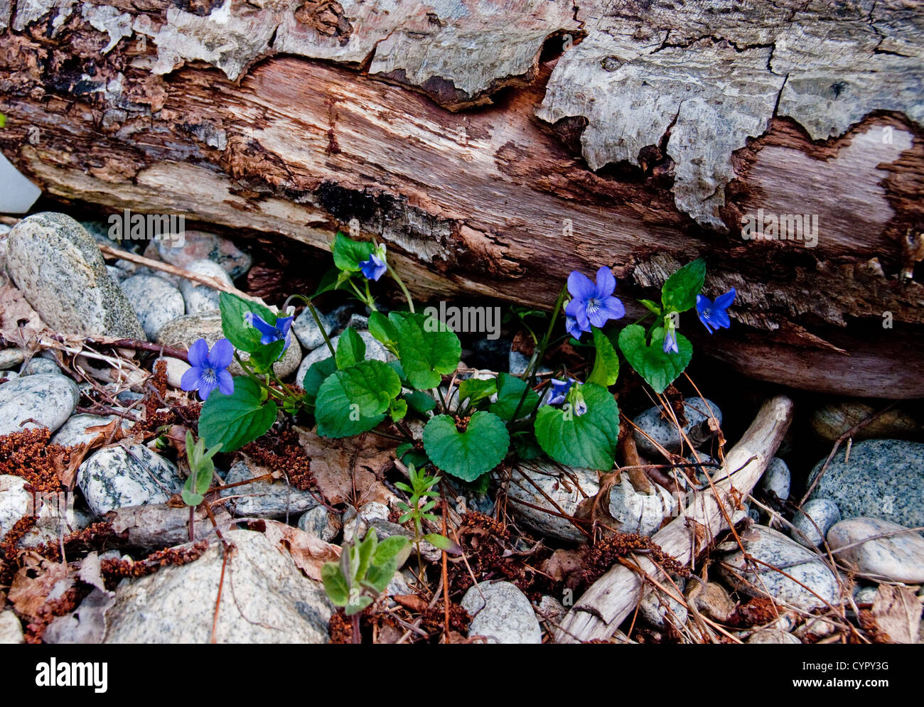 Blue springflowers on a beach with a pebbles and a stump Stock Photo ...