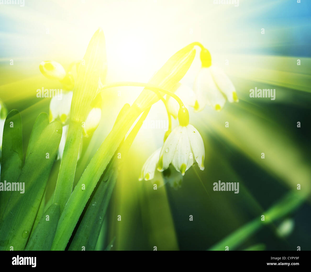 First spring flowers Stock Photo - Alamy