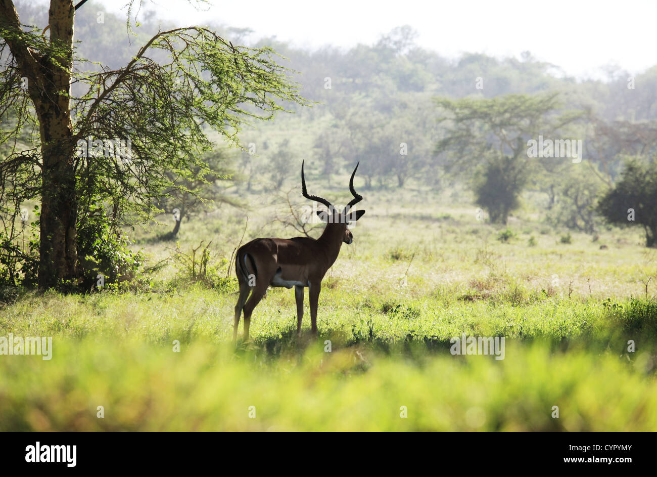 Antelope in park Stock Photo - Alamy