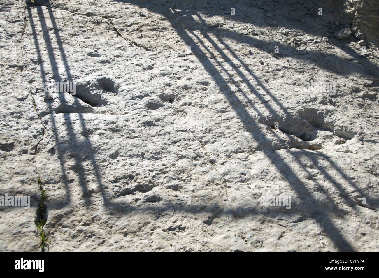 Dinosaur track hi-res stock photography and images - Alamy