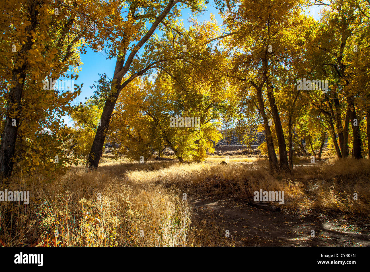 Nevada in the fall hi-res stock photography and images - Alamy