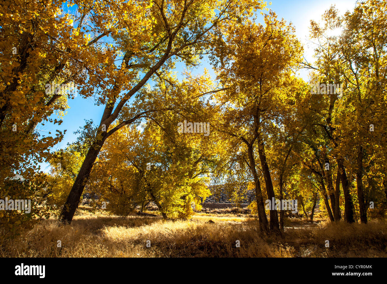 Nevada in the fall hi-res stock photography and images - Alamy