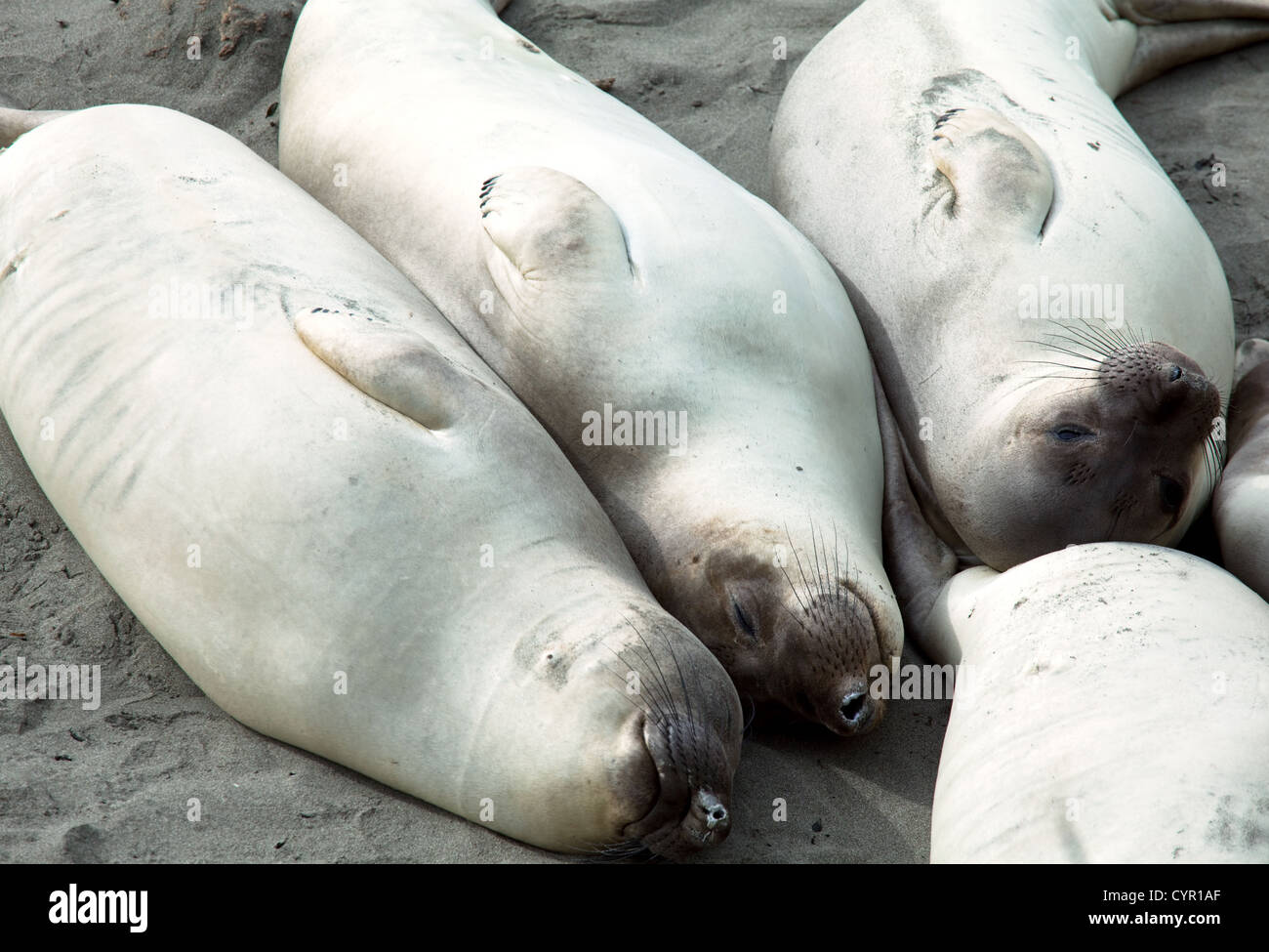 Elephants seal hi-res stock photography and images - Alamy