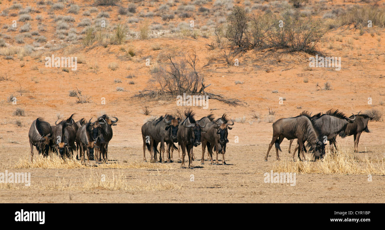 blue wildebeest herd Stock Photo - Alamy