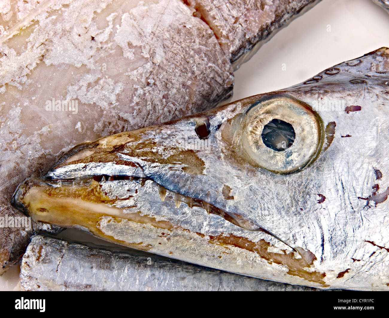Fresh Conger fish Stock Photo - Alamy