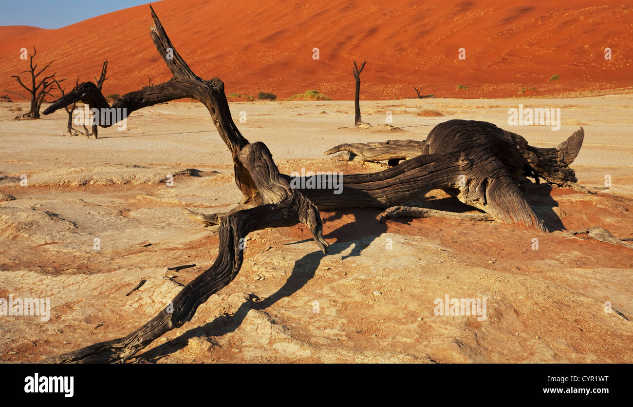 Dead valley in Namibia Stock Photo - Alamy