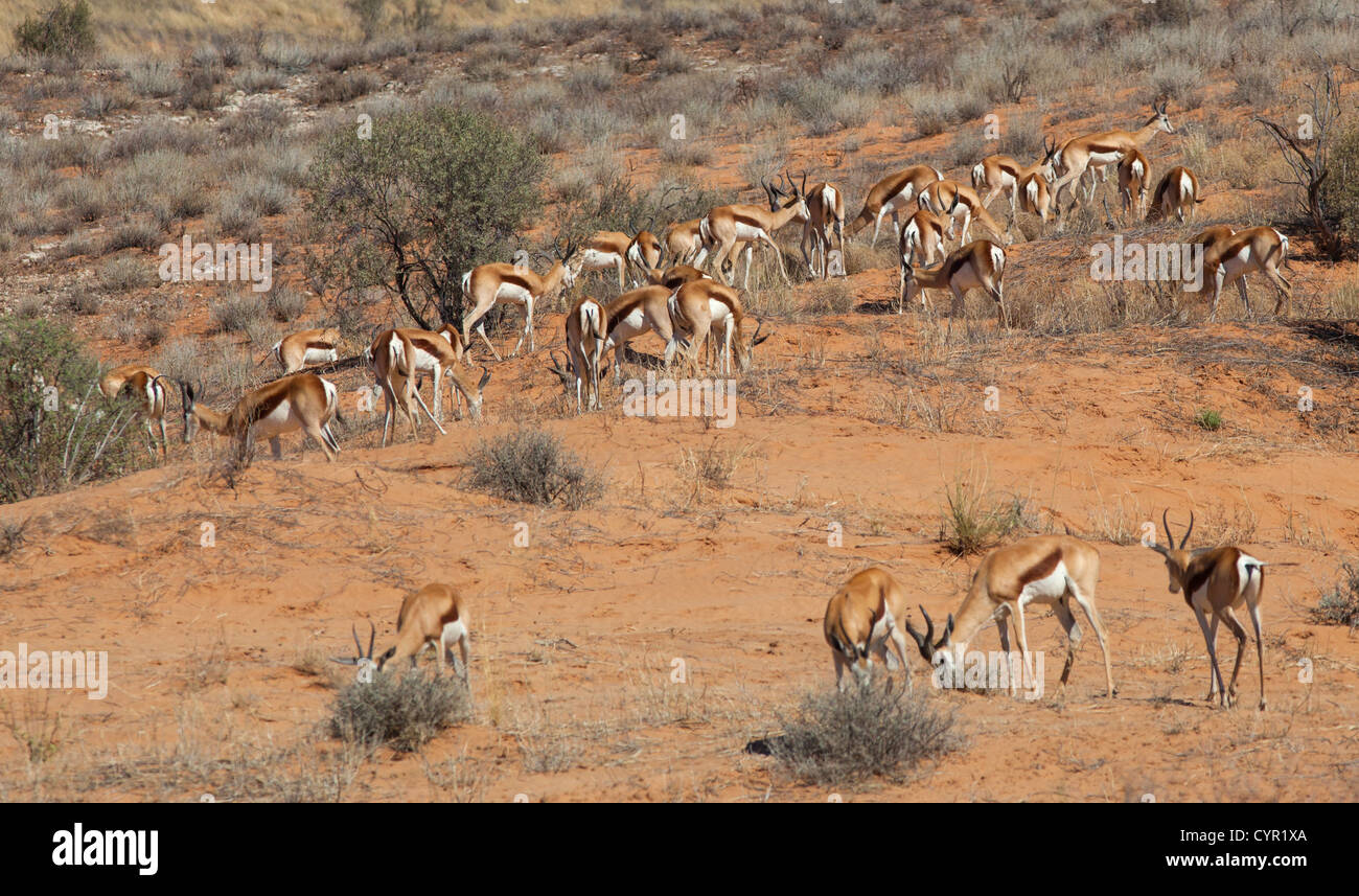 springbok herd feeding Stock Photo - Alamy