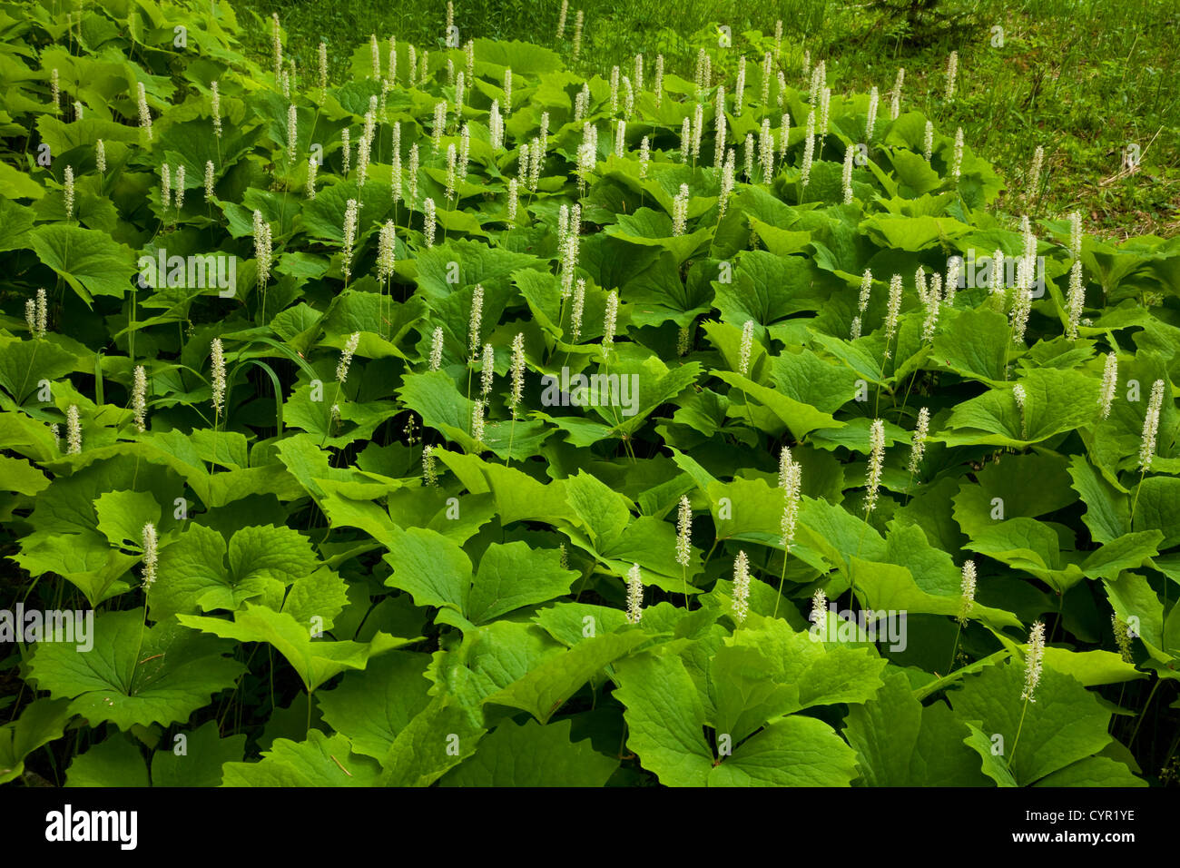 Vanilla Leaf (Achys triphylla) growing at the upper end of Boulder ...