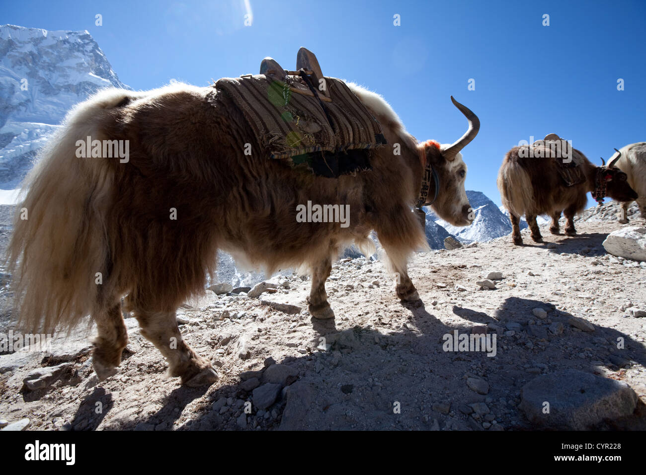 Yak in Nepal Stock Photo - Alamy
