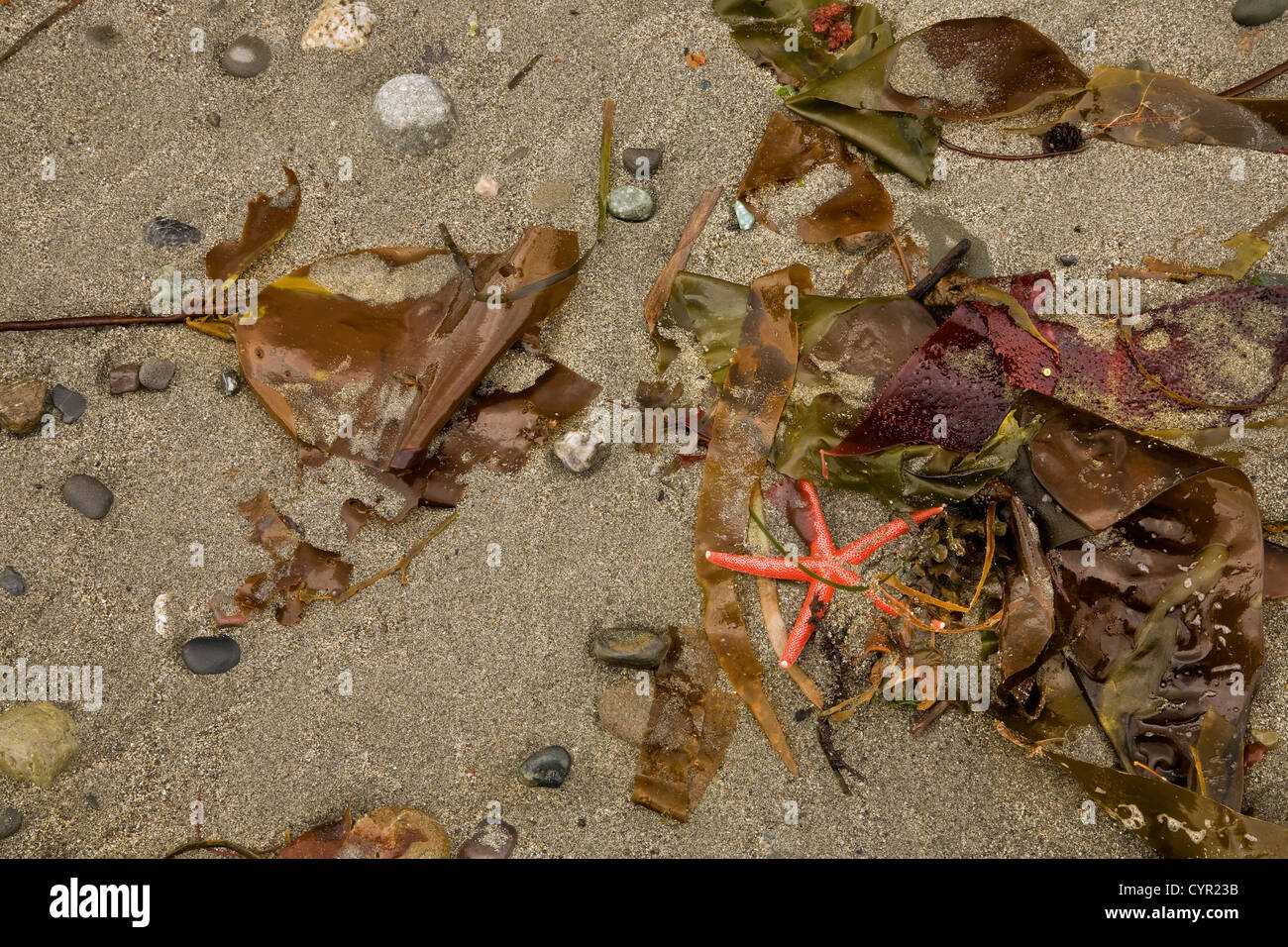 Spit of rocks hi-res stock photography and images - Alamy