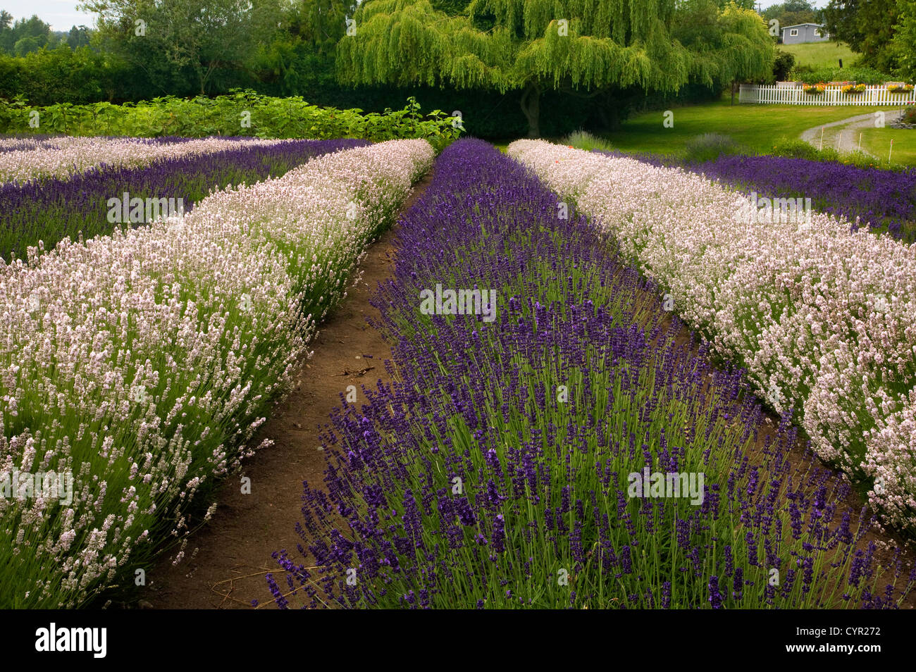 Rows of light and dark colored lavender in a field at the Purple Haze ...