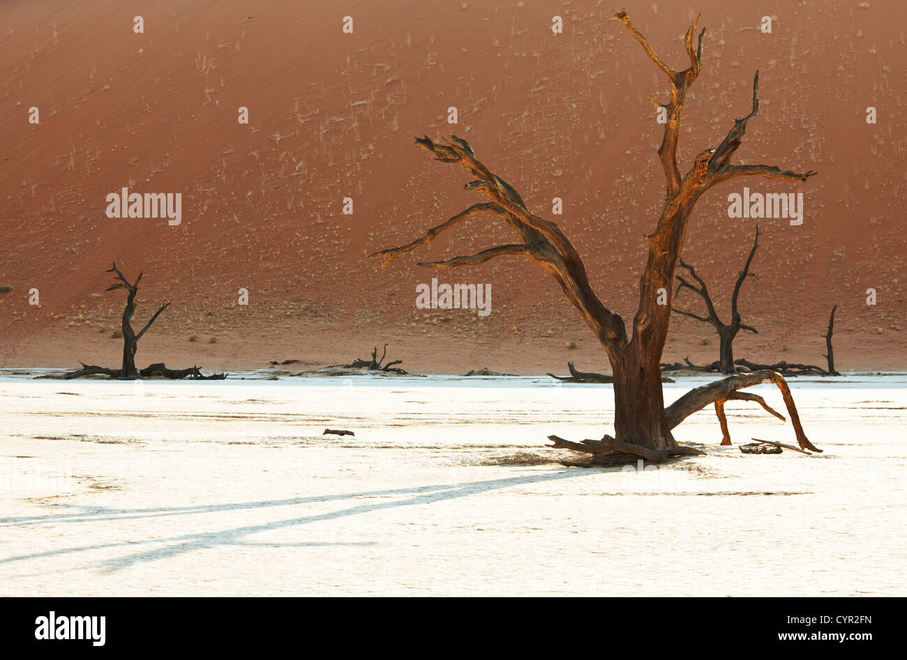 Dead valley in Namibia Stock Photo - Alamy