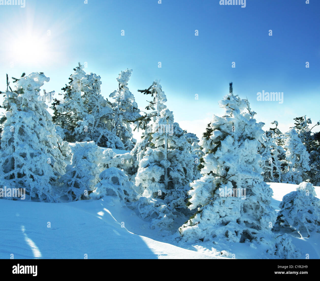 Christmas theme- frozen trees Stock Photo - Alamy