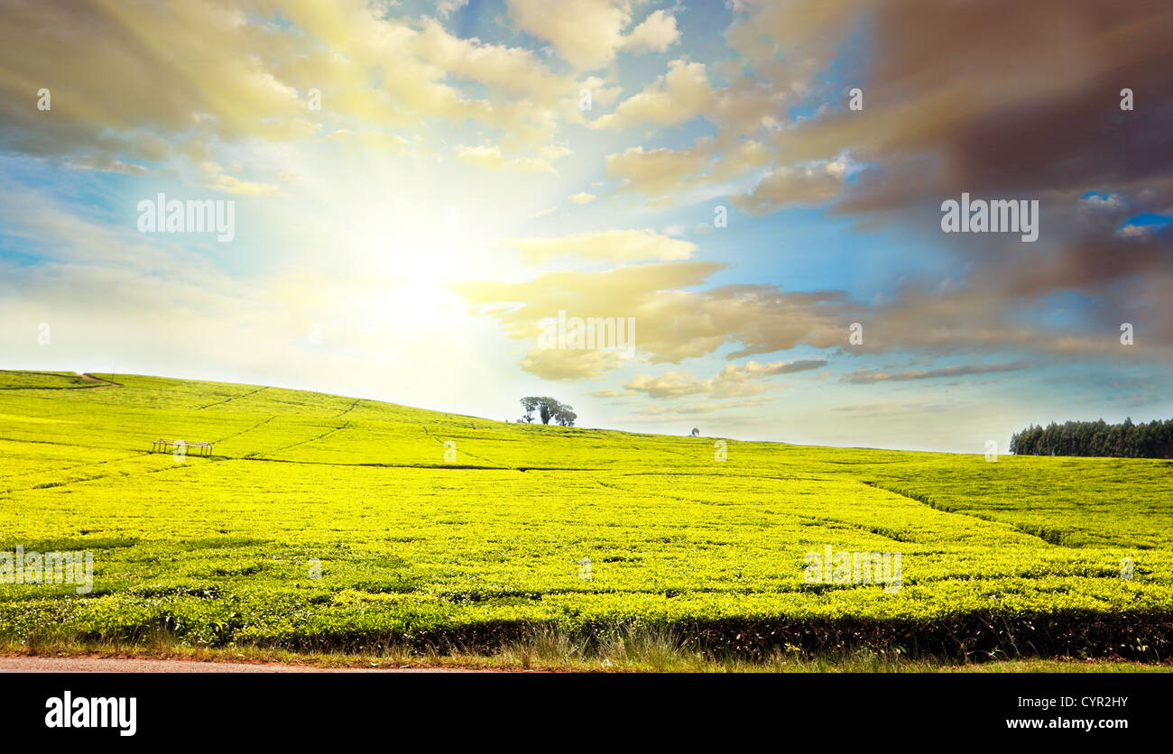 Field on sunset Stock Photo - Alamy