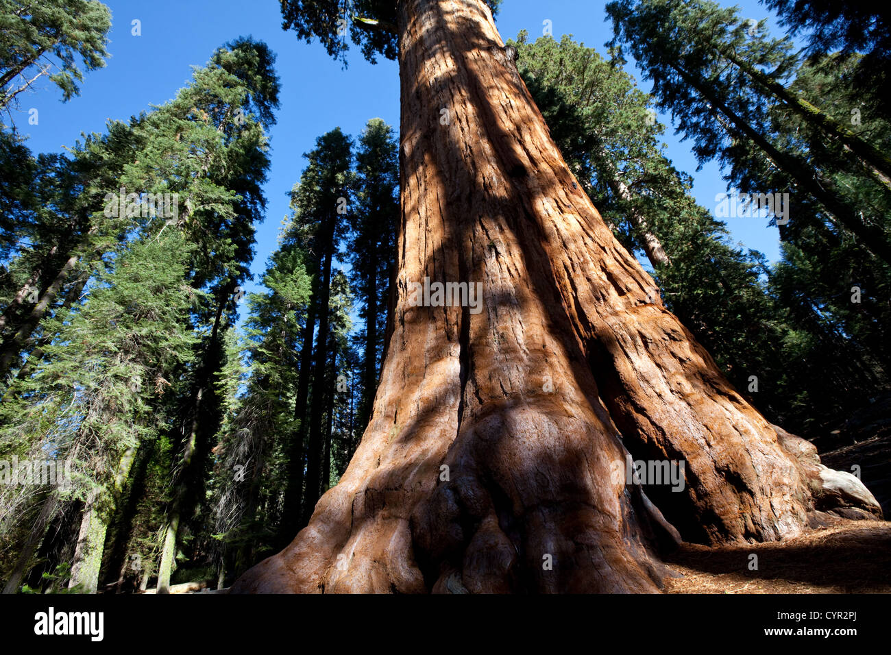 Sequoya hi-res stock photography and images - Alamy