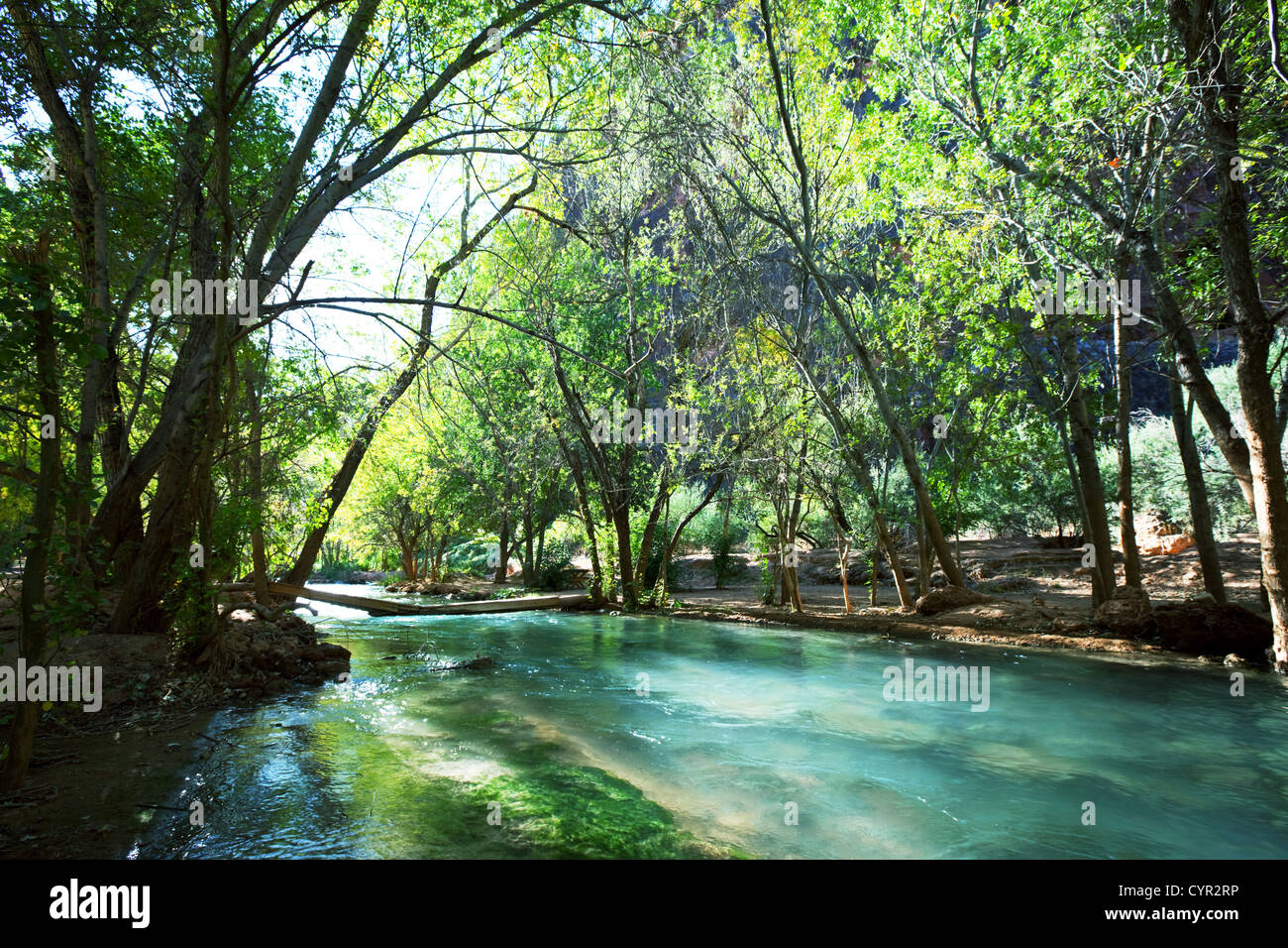 Beautiful small river in forest Stock Photo - Alamy