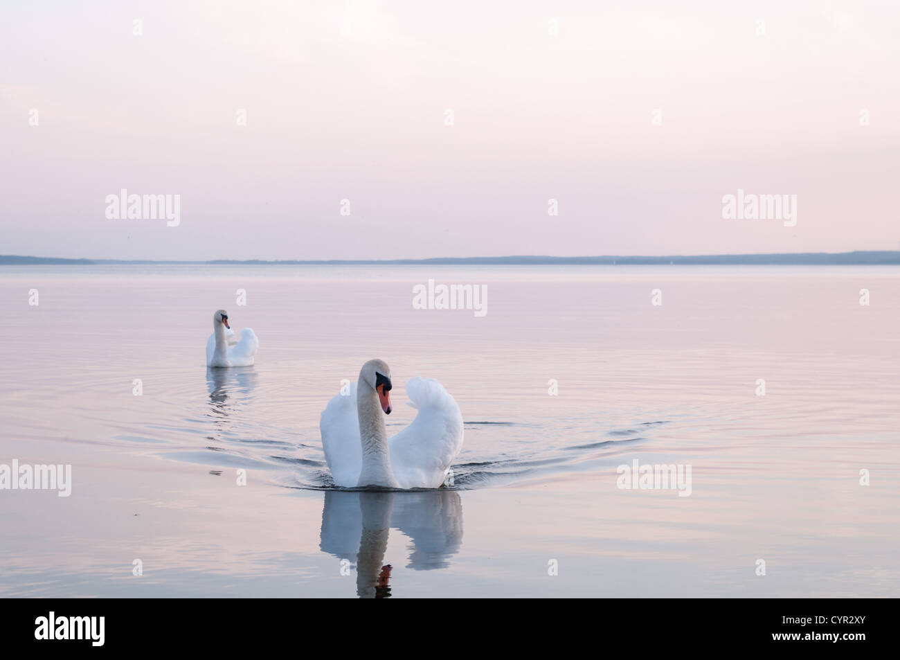 swan on blue lake water in sunny day, swans on pond, nature series ...