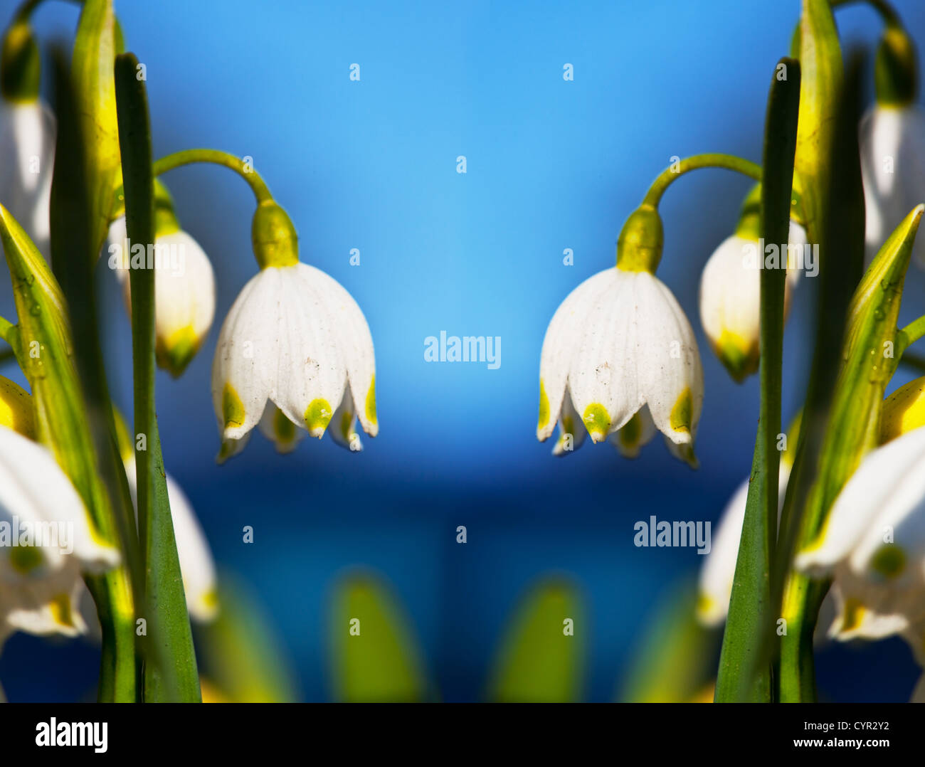 First spring flowers Stock Photo - Alamy