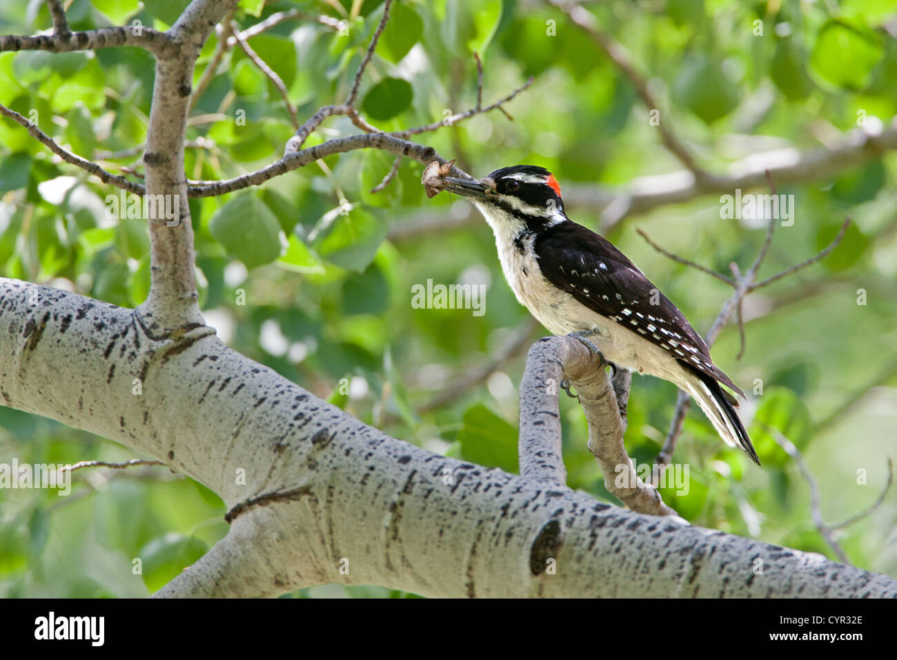 Hairy Woodpecker perching in Aspen Tree Stock Photo - Alamy