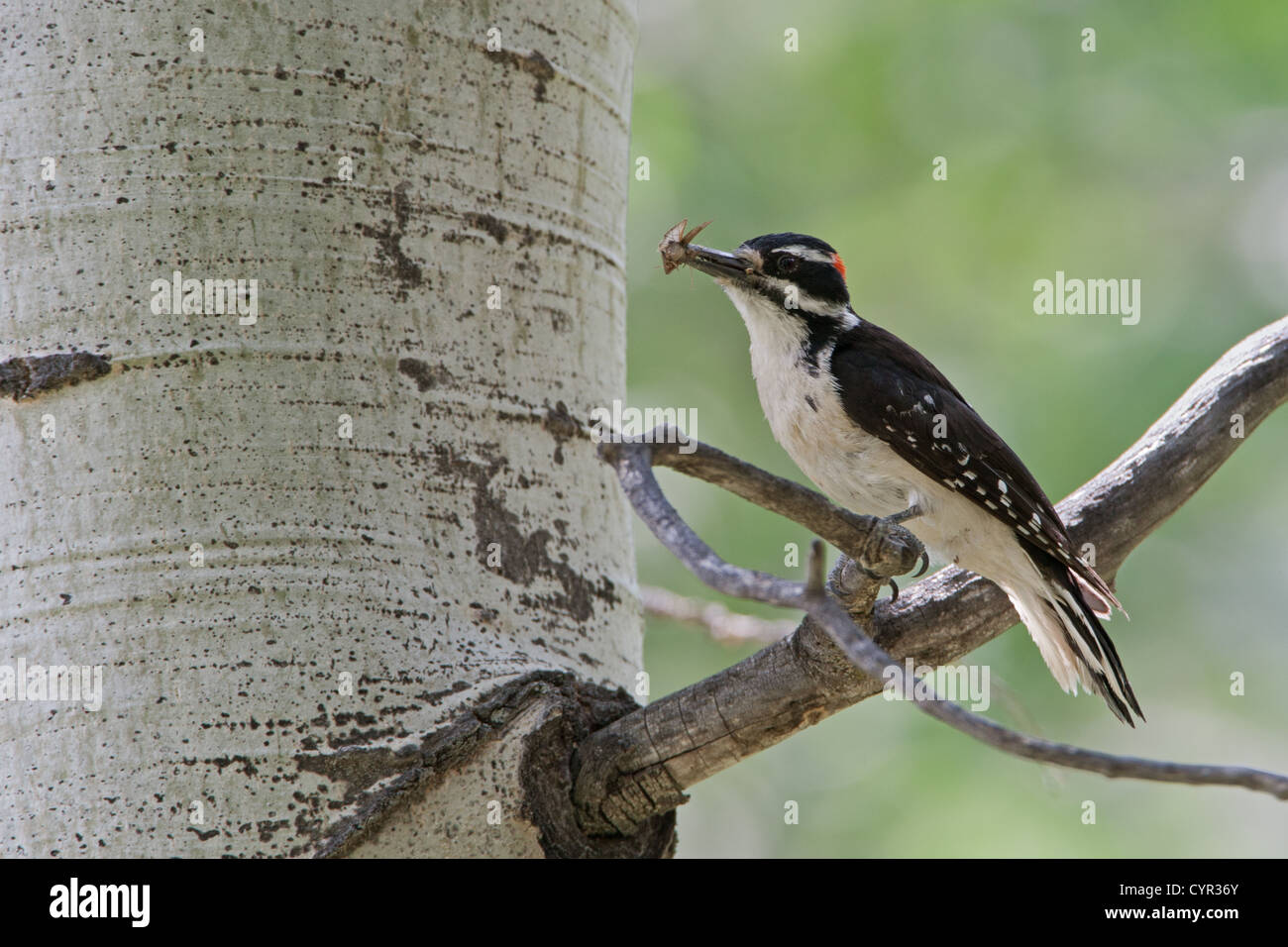 Hairy Woodpecker perching in Aspen Tree Stock Photo - Alamy