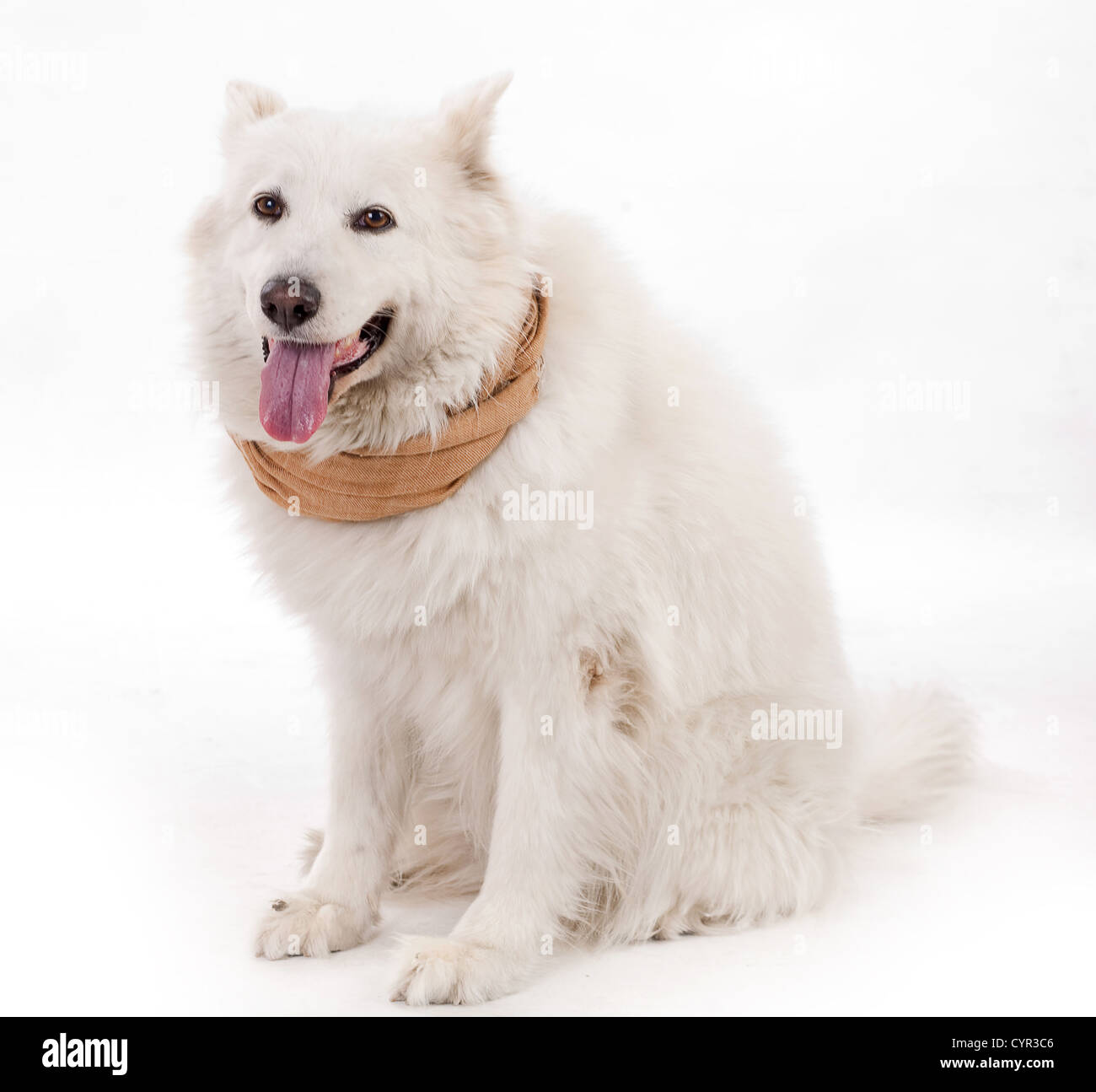 white dog wearing brown muffler scarf on his neck, studio shot Stock ...