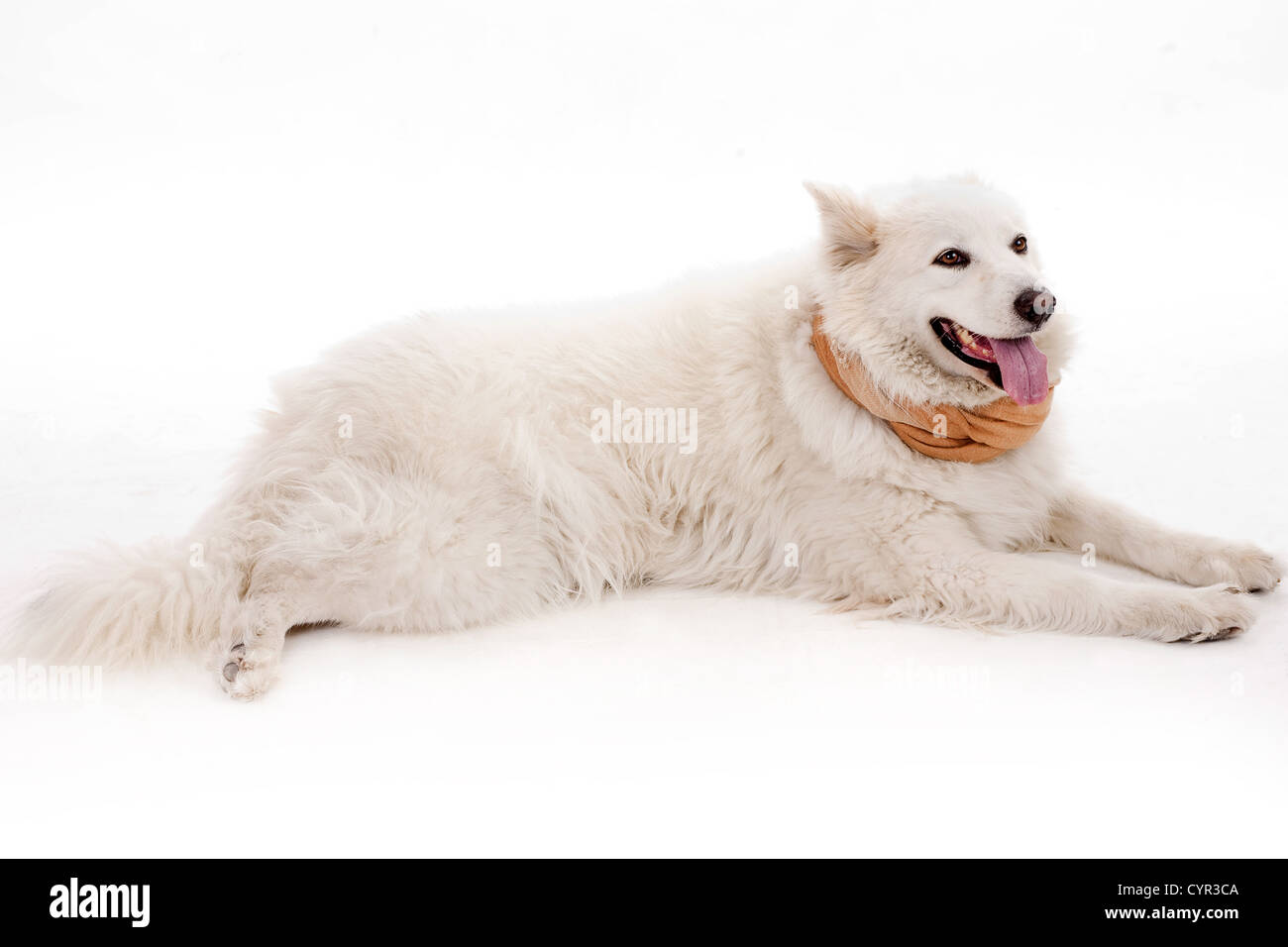 White dog relaxing on the floor, muffler with scarf on the neck Stock ...