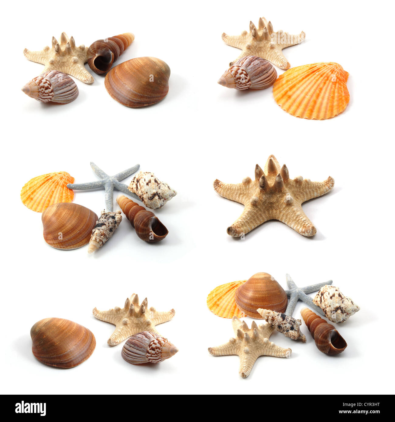 ocean seashells collection isolated on white background Stock Photo - Alamy