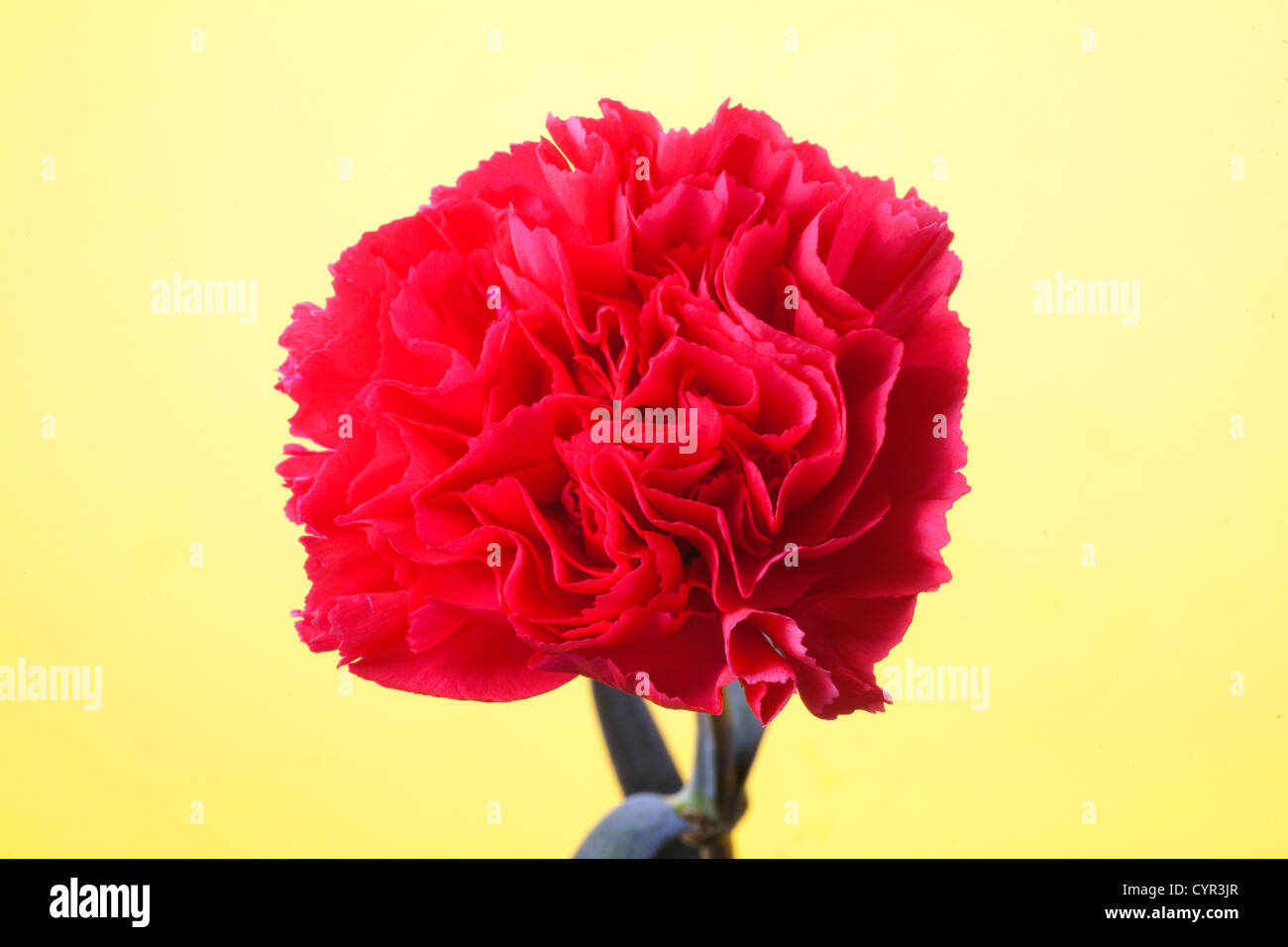 Carnation yellow and red hi-res stock photography and images - Alamy