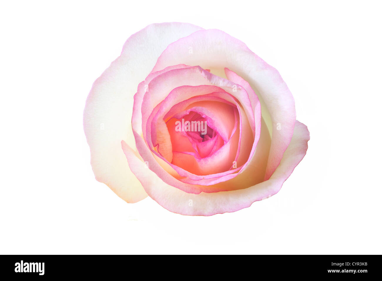 Bloom of rose Cut Out Stock Images & Pictures - Alamy