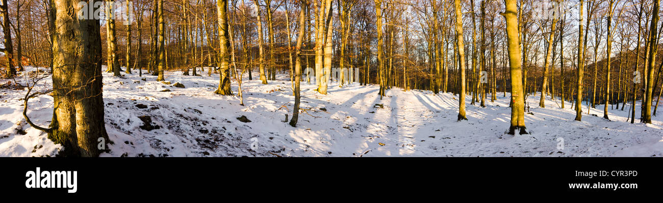 High-resolution panoramic view of a forest in winter Stock Photo - Alamy