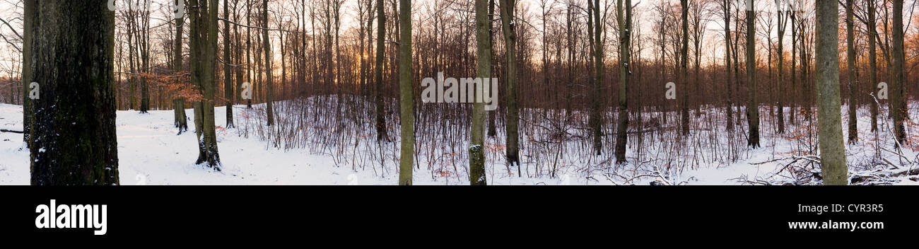 High-resolution panoramic view of a forest in winter Stock Photo - Alamy