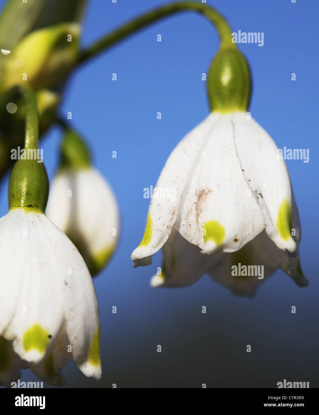 First spring flowers Stock Photo - Alamy