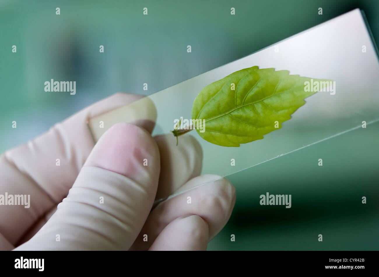 scientist observed green leaf in laboratory glass Stock Photo - Alamy