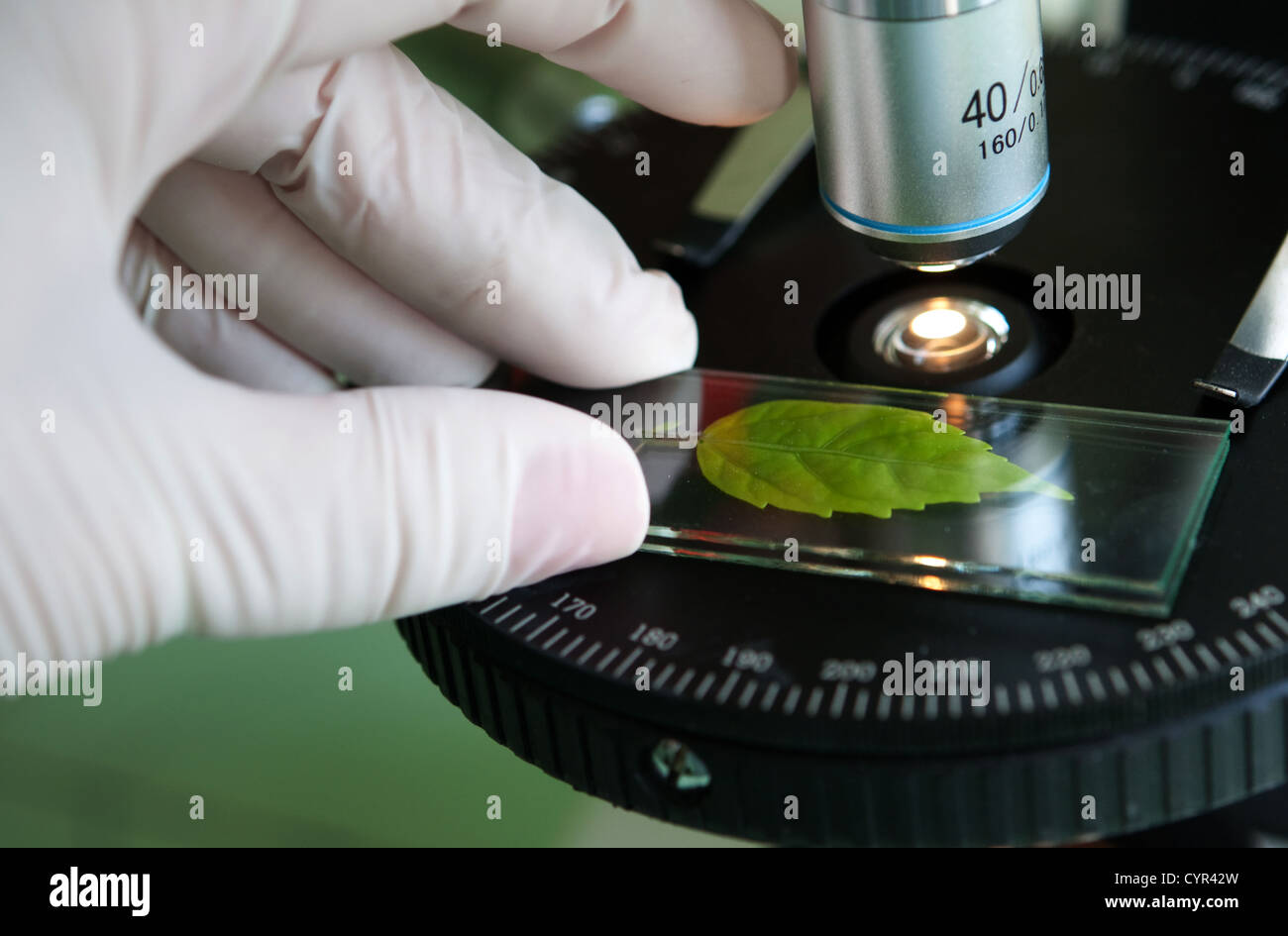 scientist observed green leaf in laboratory glass Stock Photo - Alamy