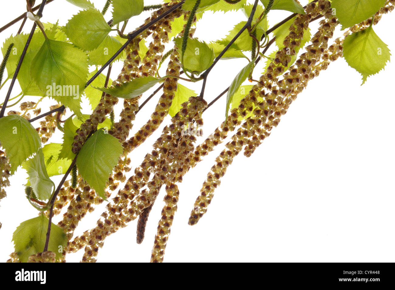 Birch flowering source of spring allergies Stock Photo - Alamy