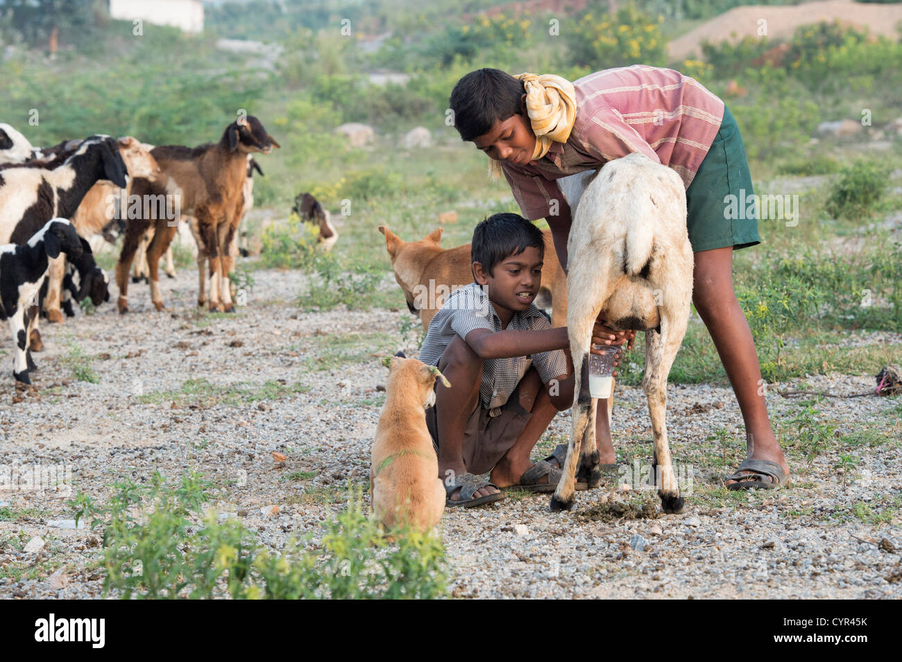 Goat herder hi-res stock photography and images - Alamy