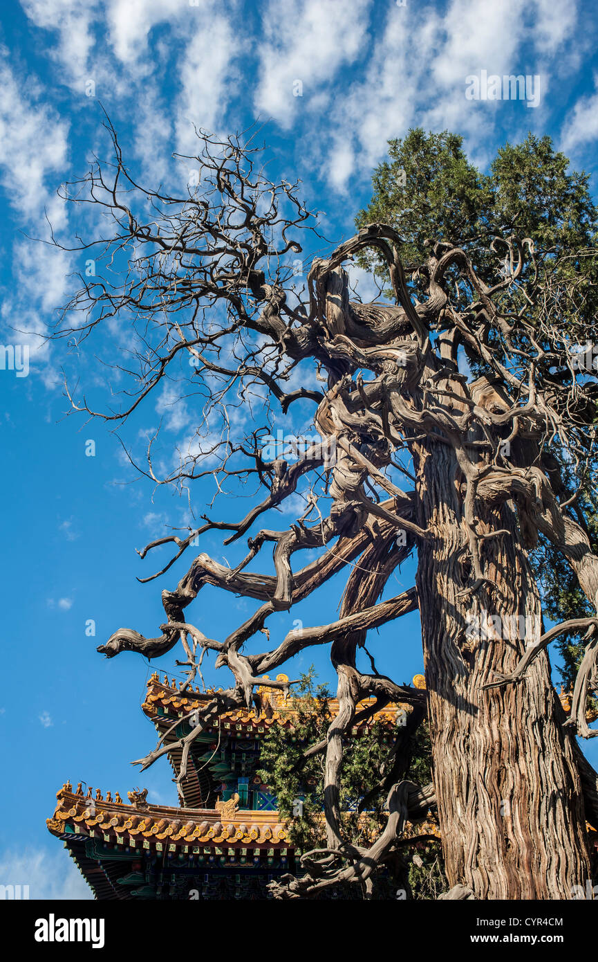 An old pine tree at the yard of Confucian Temple, Beijing Stock Photo ...