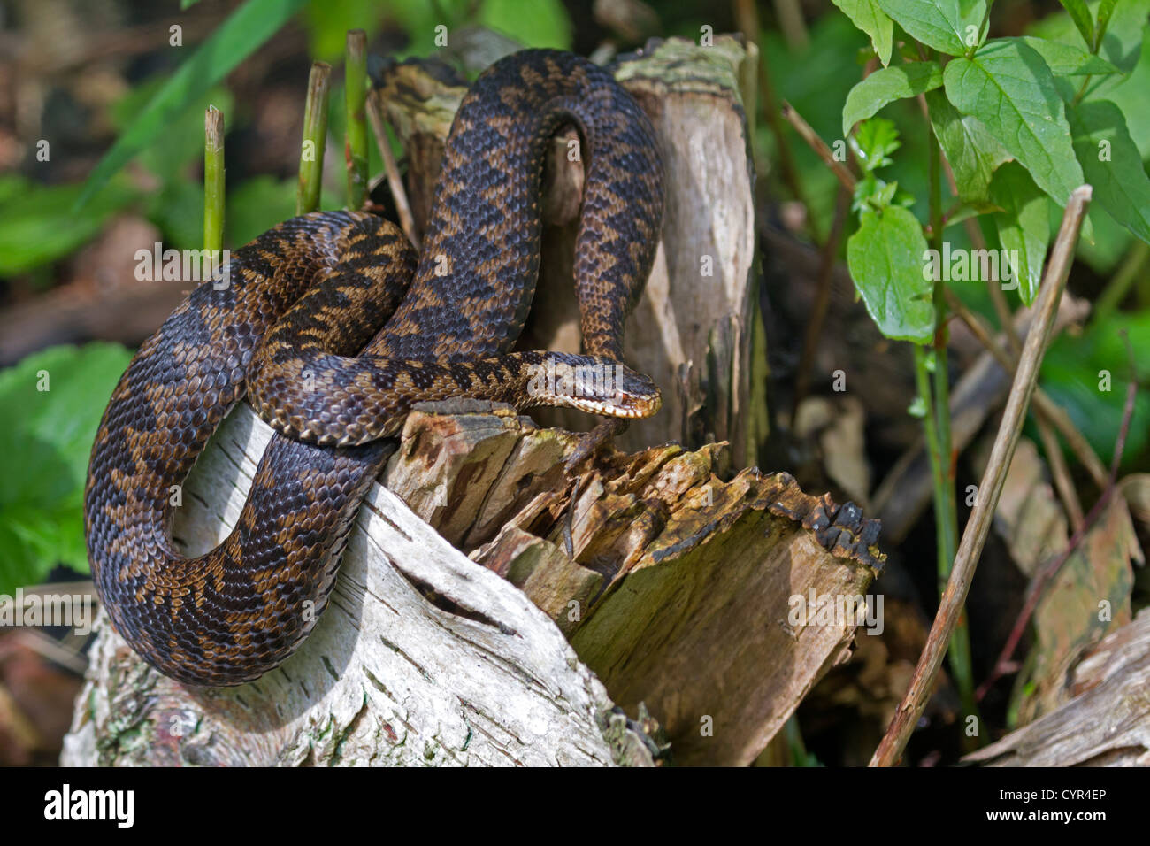 Common European viper / Vipera berus Stock Photo - Alamy