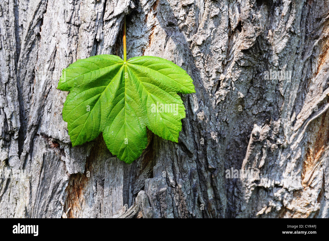 leaf on wood texture and copyspace can be used as background or ...