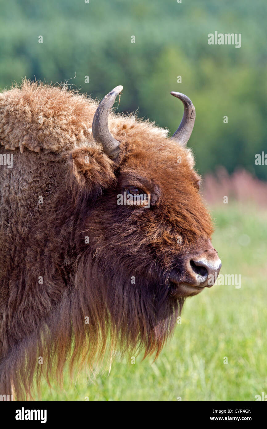 European bison / Bison bonasus Stock Photo - Alamy