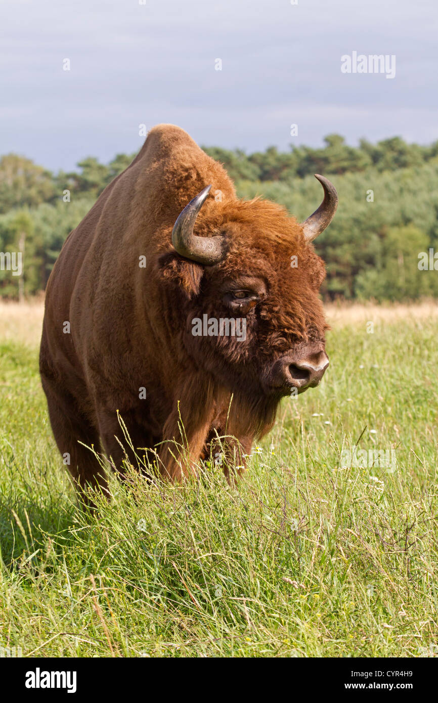 European bison / Bison bonasus Stock Photo - Alamy