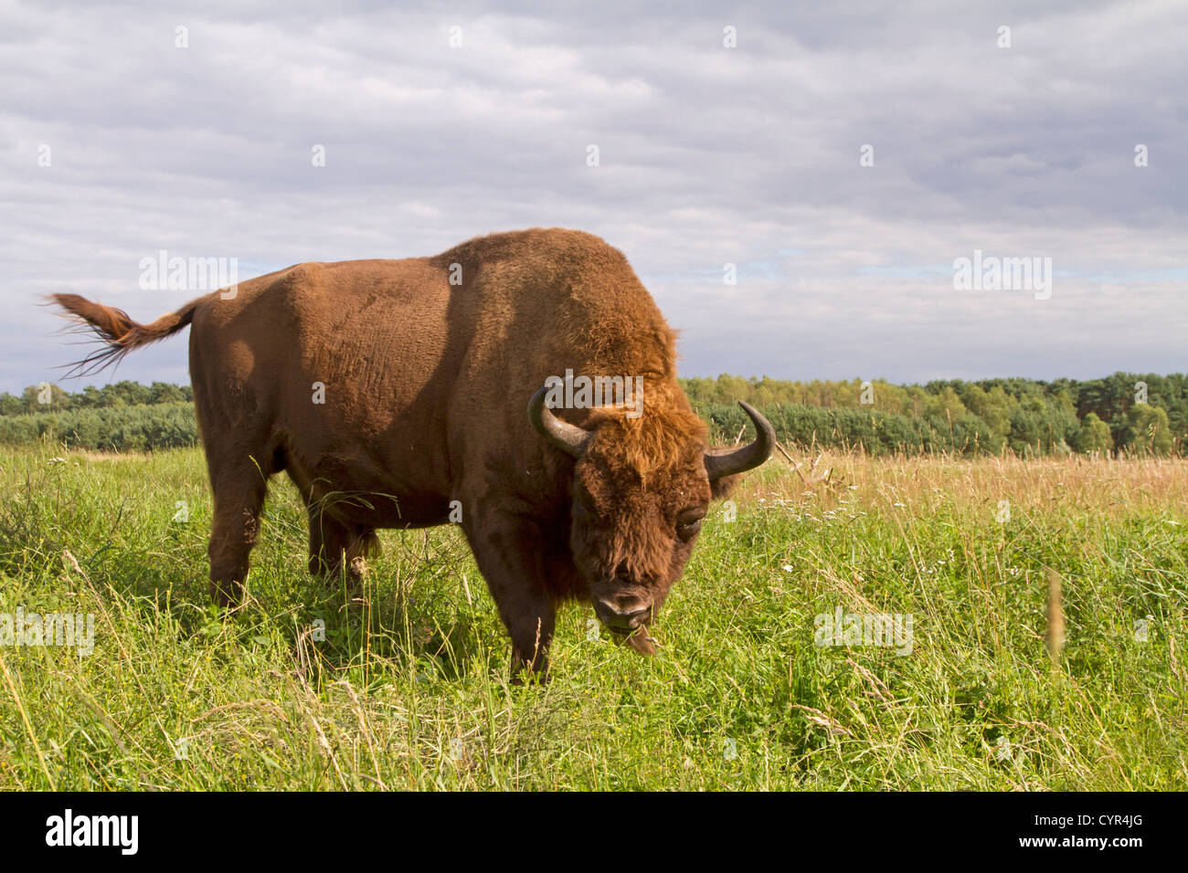 European bison / Bison bonasus Stock Photo - Alamy