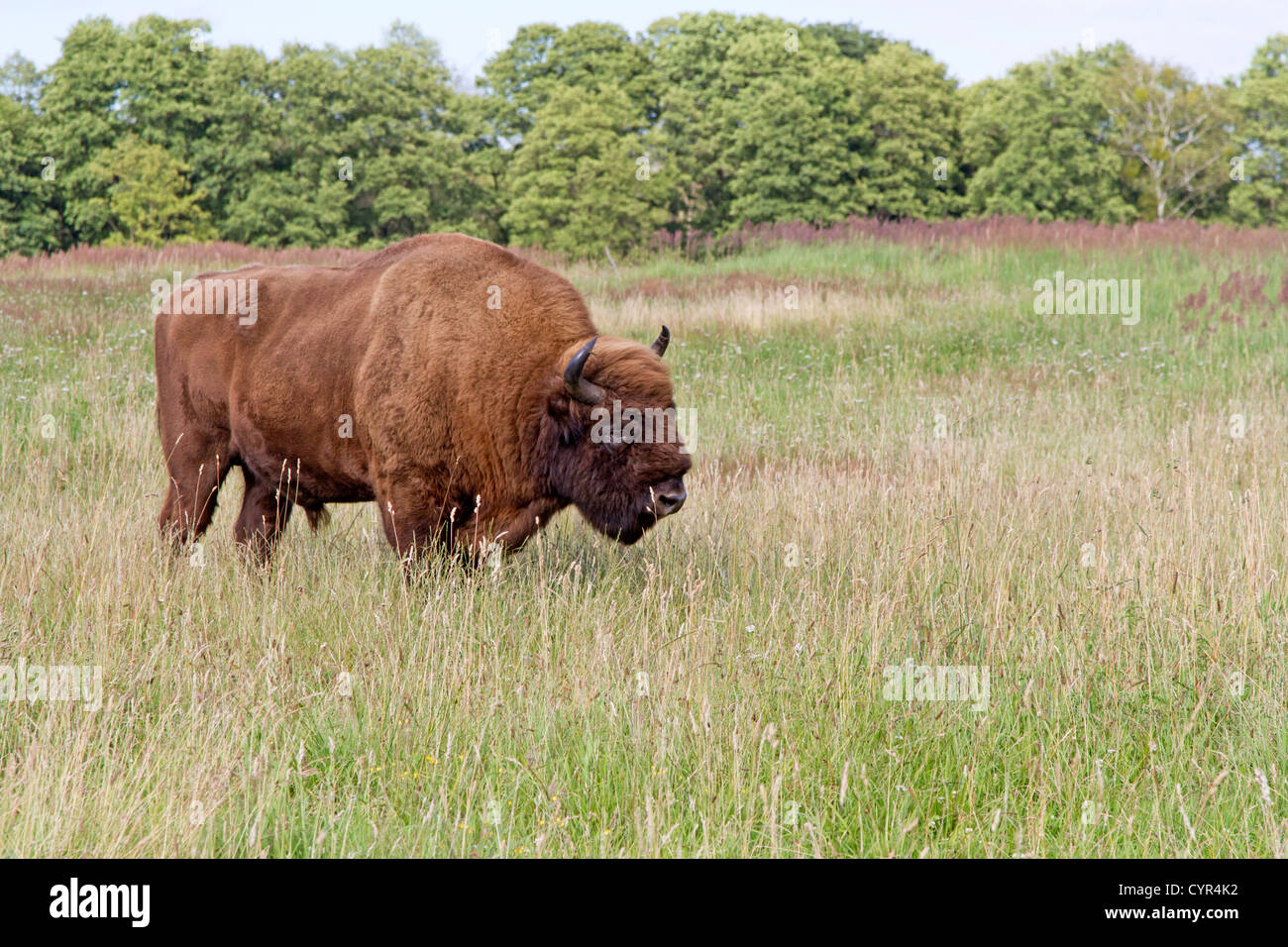 European bison / Bison bonasus Stock Photo - Alamy