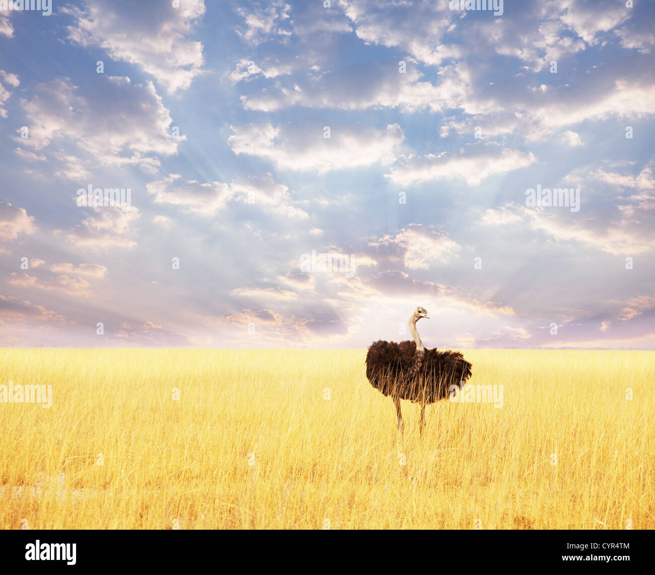 Ostrich in wild hi-res stock photography and images - Alamy